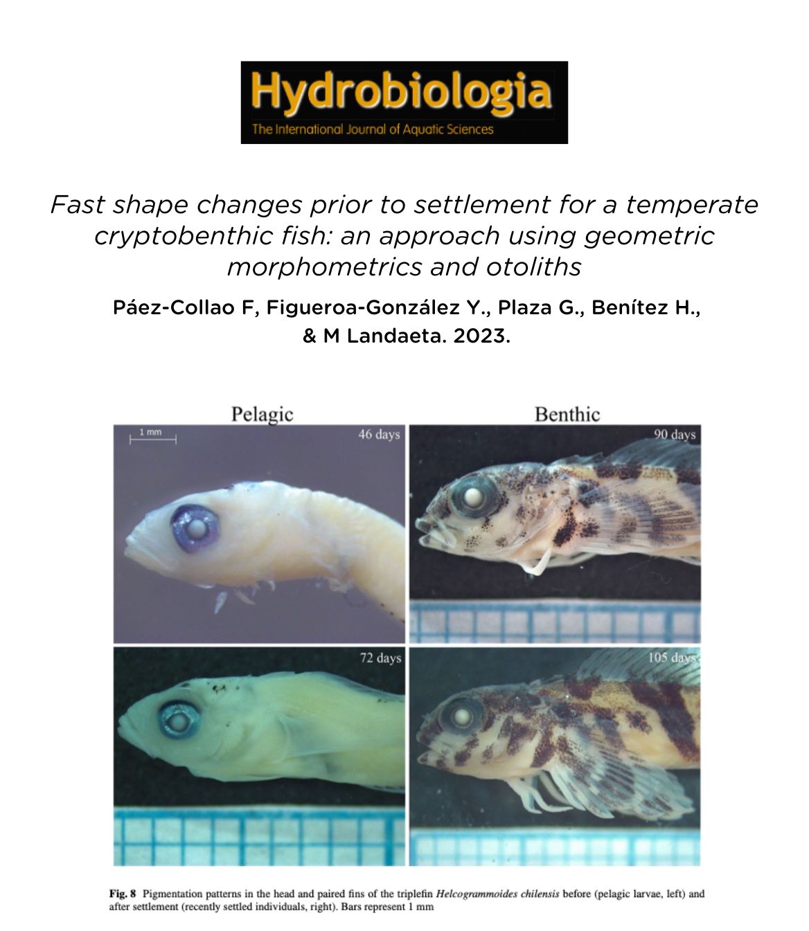 Fast shape changes prior to settlement for a temperate cryptobenthic ... Fast shape changes prior to settlement for a temperate cryptobenthic ...