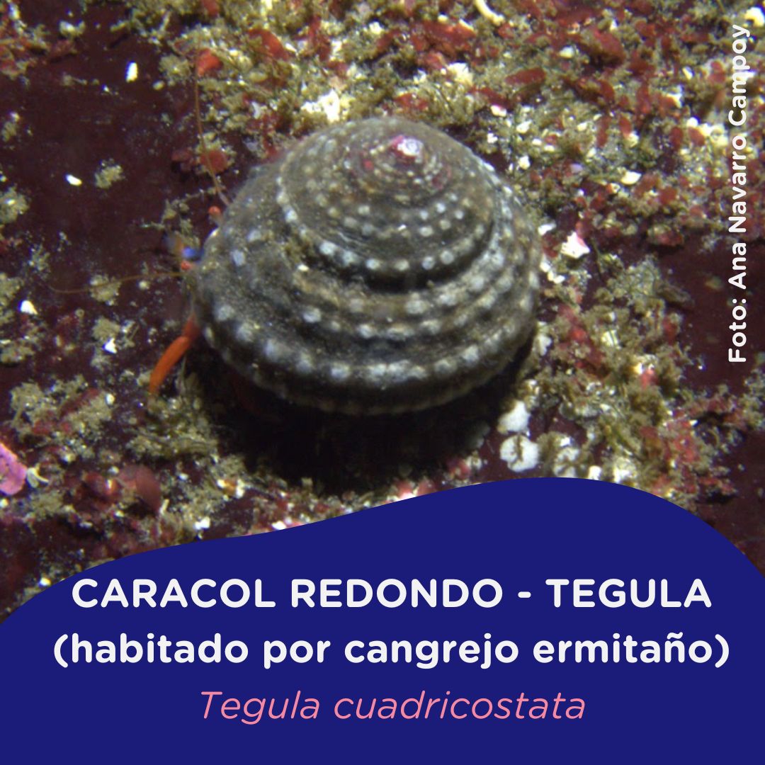 Caracol redondo - tegula | Nutme