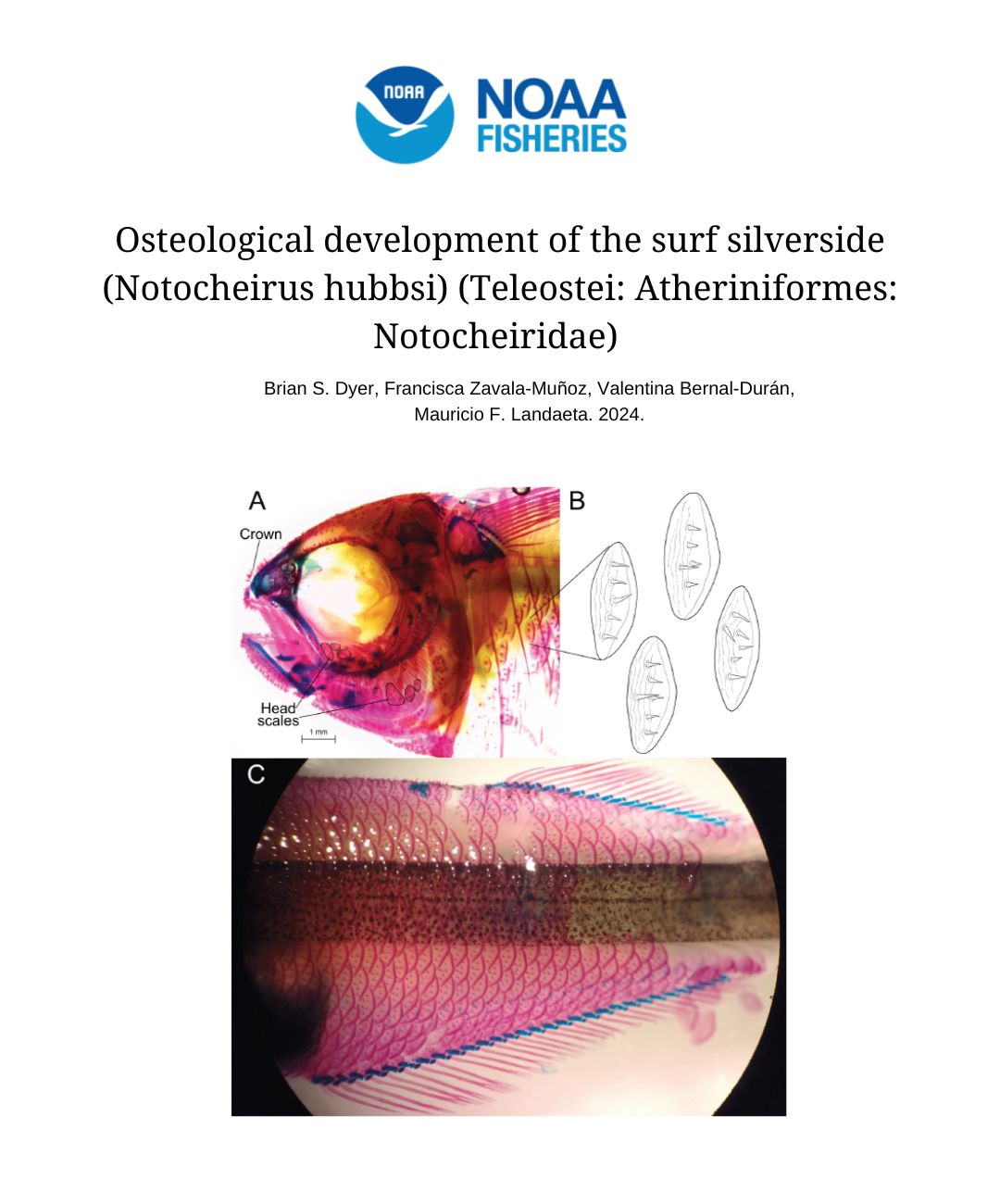 Osteological development of the surf silverside (Notocheirus hubbsi ...